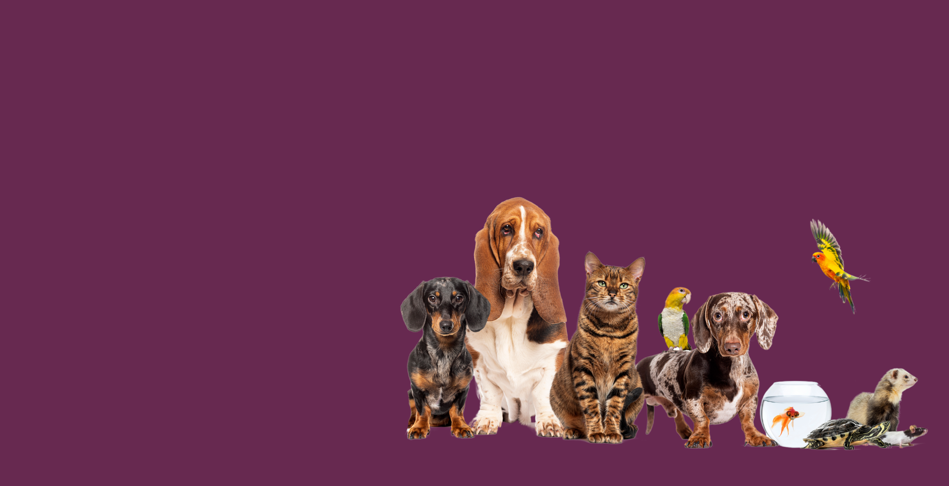 PetMD by Chewy Vet Verified | Award, Badge and Logo Licensing